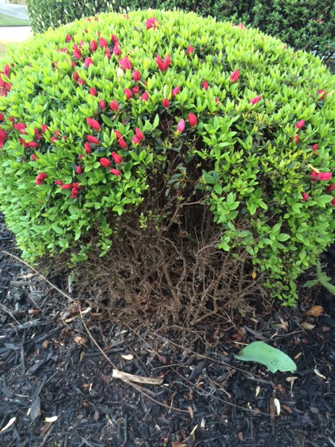 Azalea – Dead Area on Side | Walter Reeves: The Georgia Gardener