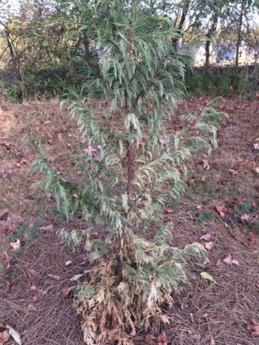 Leyland Cypress – Limited Lifespan/Drought Damage | Walter Reeves: The ...