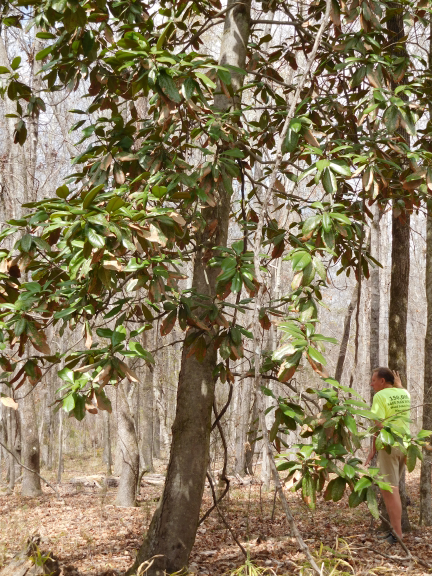 Magnolia Tree Dying