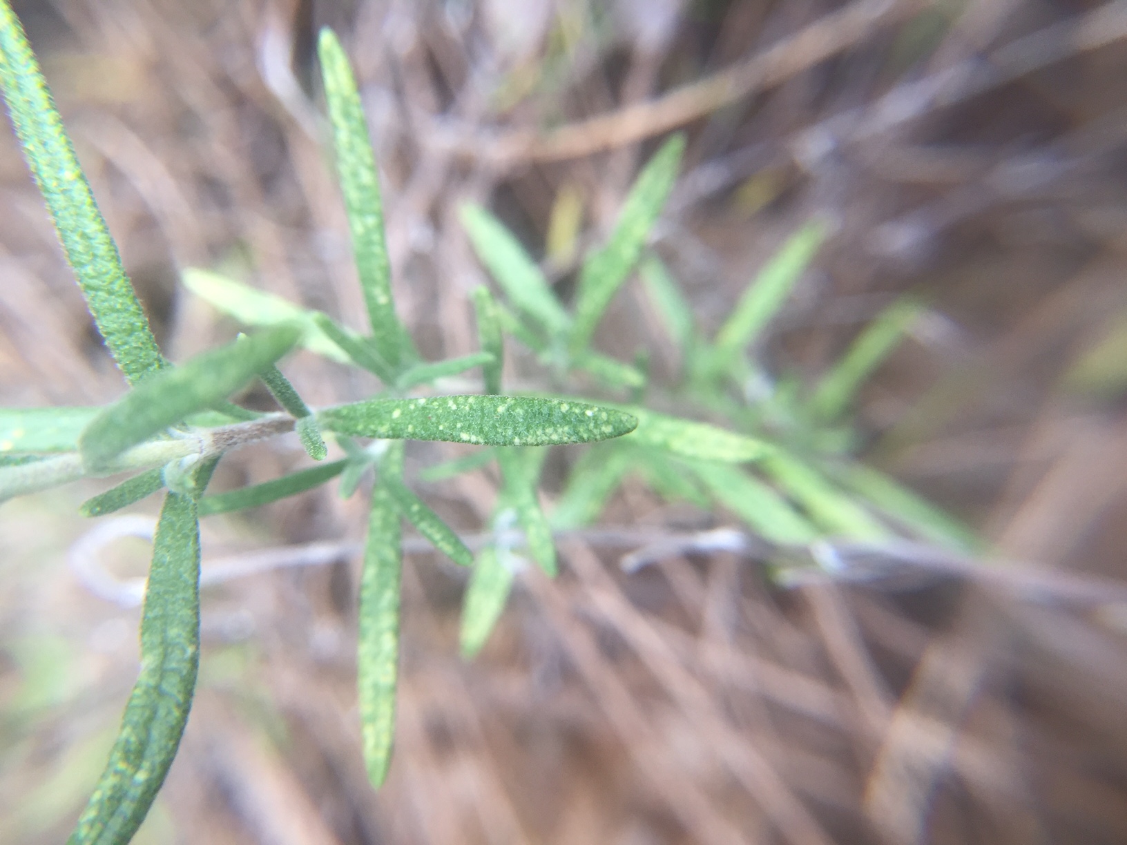 Rosemary Bush Pests at Jesse Gisborne blog