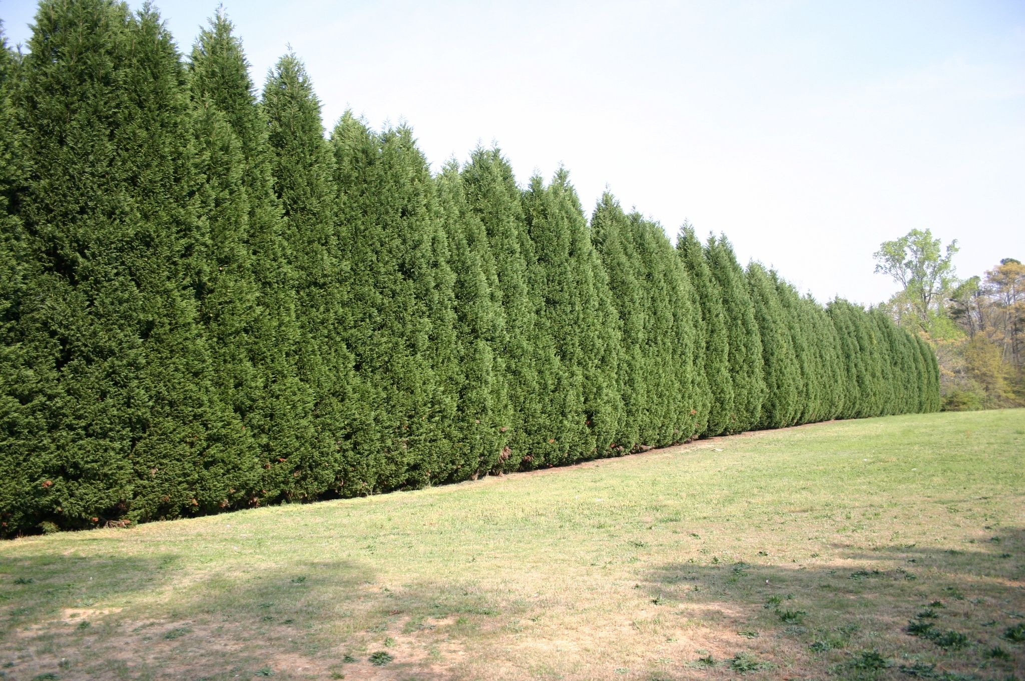 Murray Cypress – Identification | Walter Reeves: The Georgia Gardener