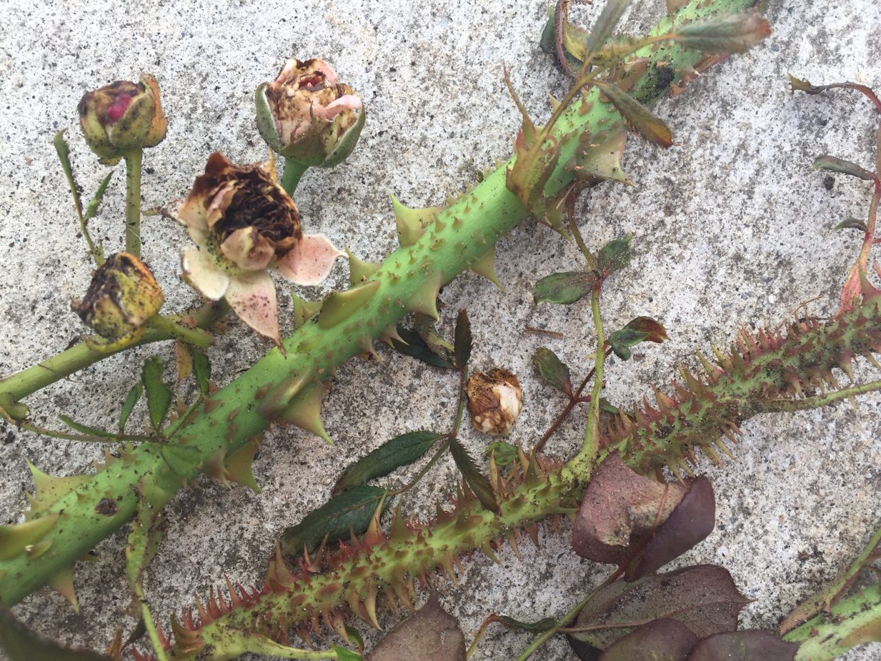 Rose Rosette Virus Cure? | Walter Reeves: The Georgia Gardener