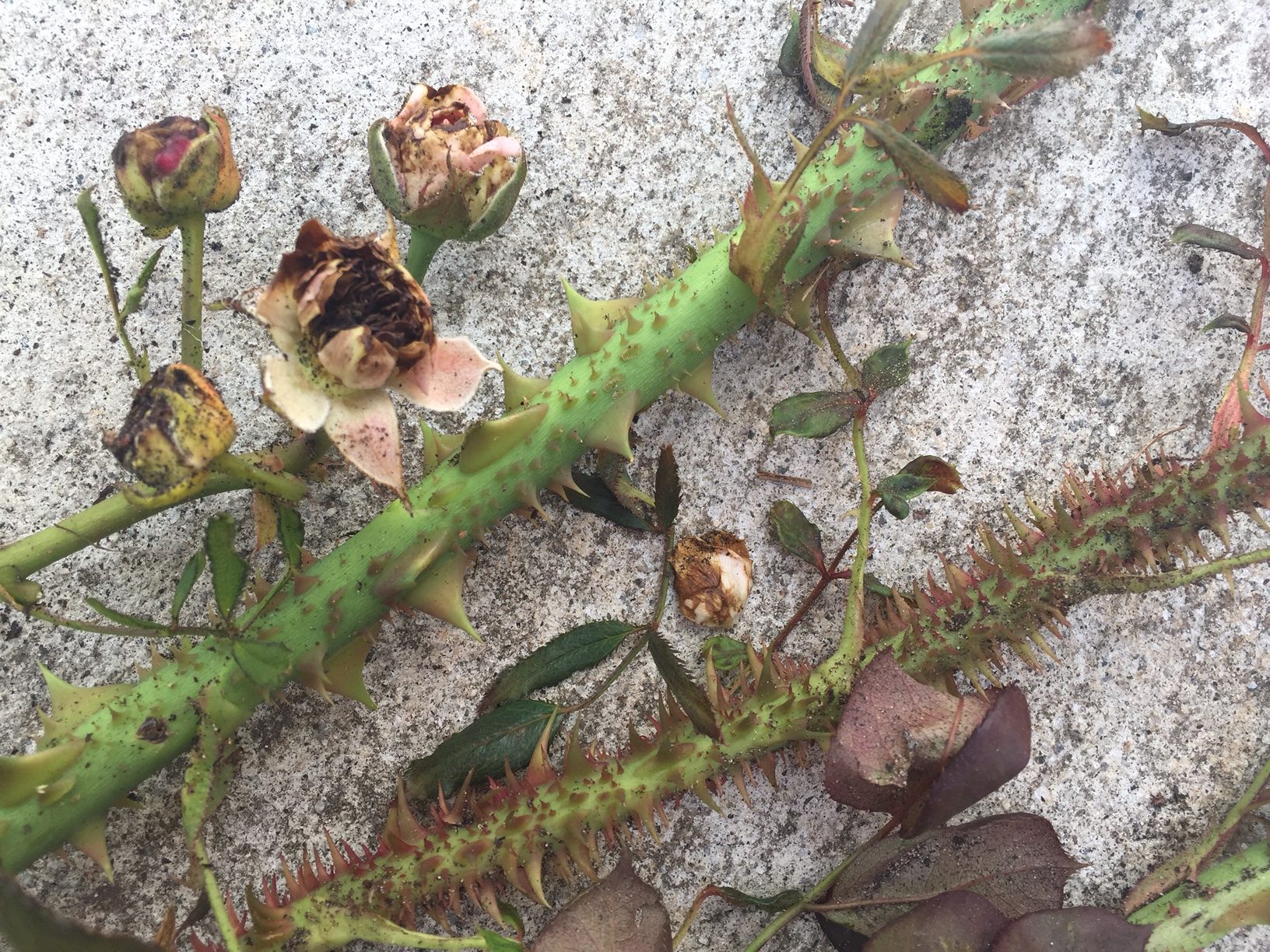 Rose Rosette Virus Cure? | Walter Reeves: The Georgia Gardener