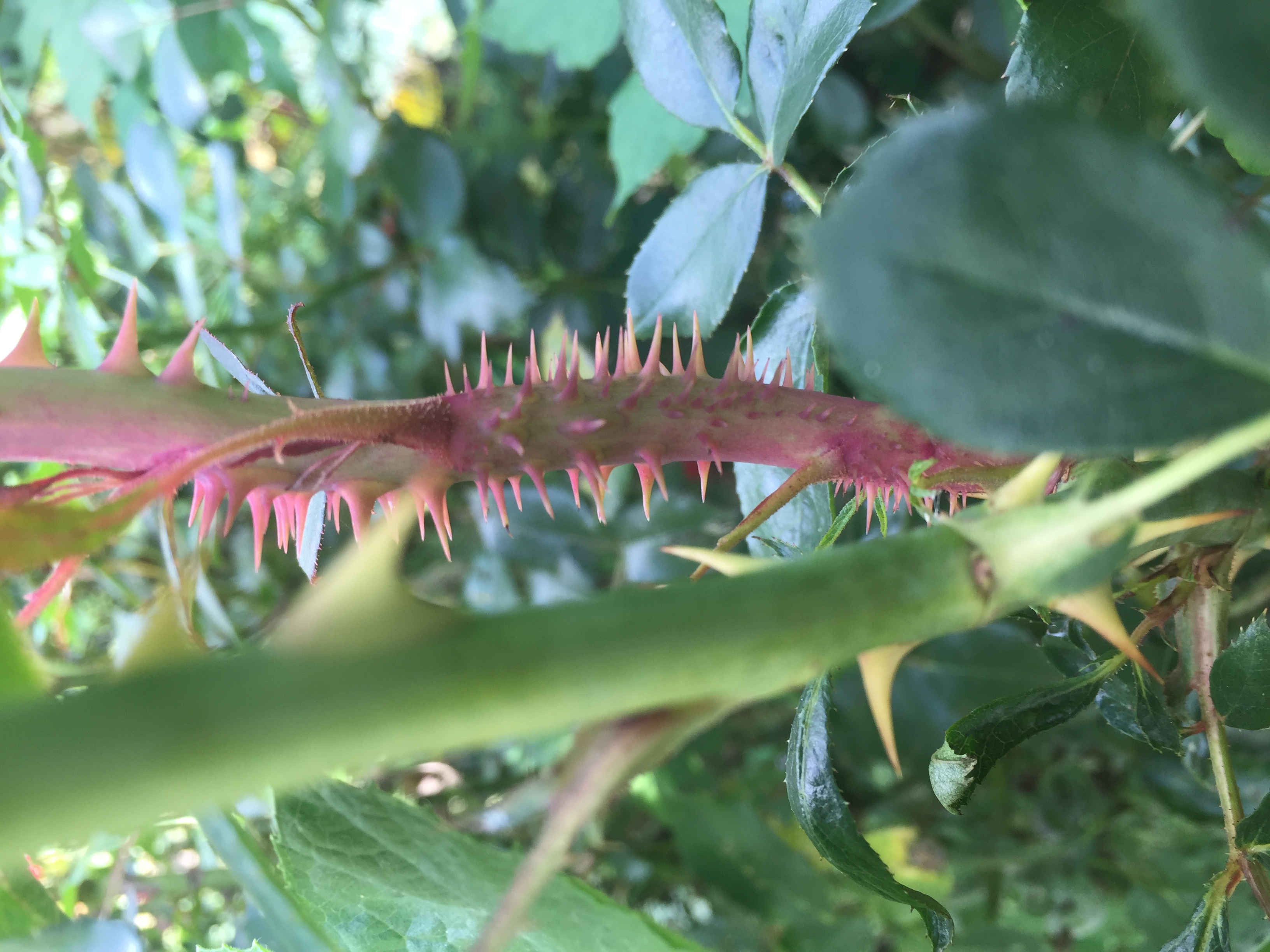 Thorny Rose – Rosette vs Glyphosate Damage | Walter Reeves: The Georgia ...