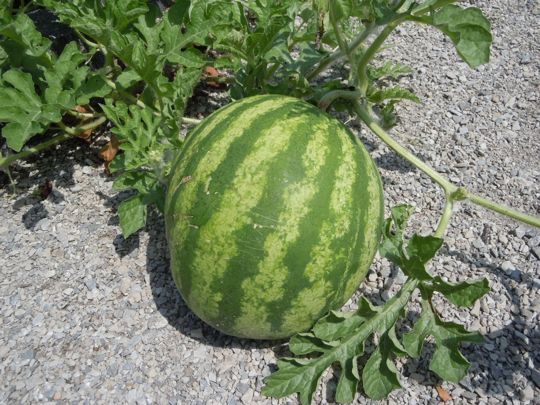Is It True That Female Watermelons Are Sweeter? | Walter Reeves: The ...