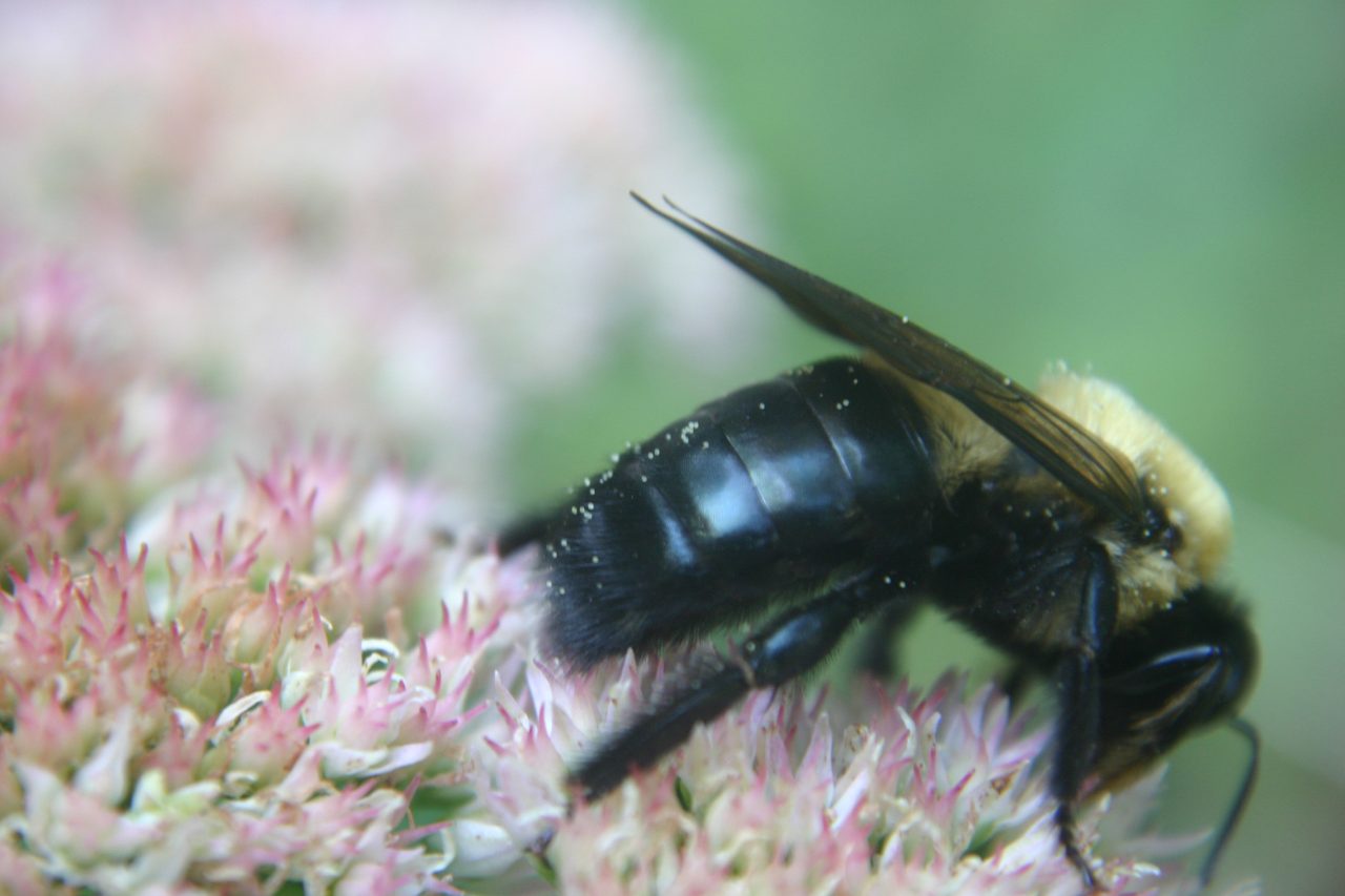 Cardinals – Where Are They? | Walter Reeves: The Georgia Gardener