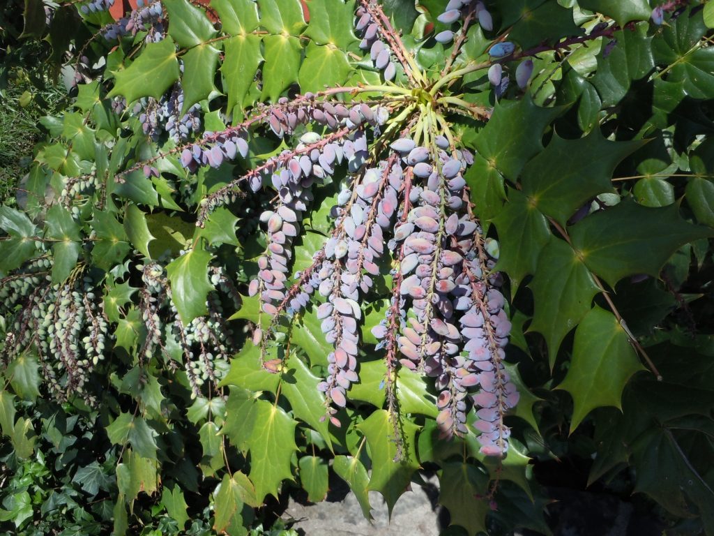 Colonial Trees – Eagle project | Walter Reeves: The Georgia Gardener