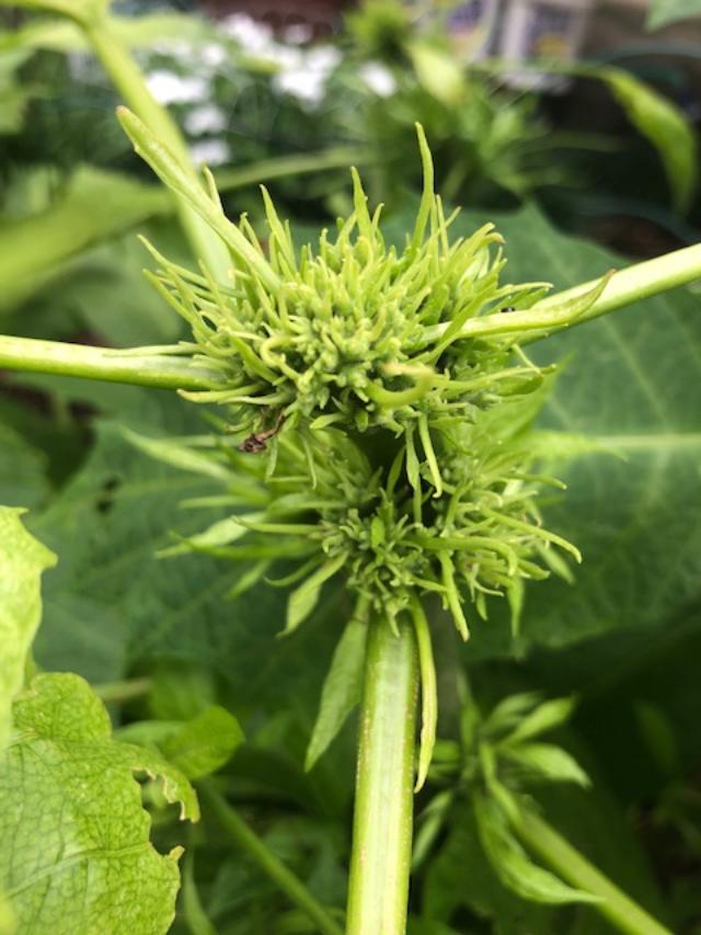 Roundup Herbicide Damage
