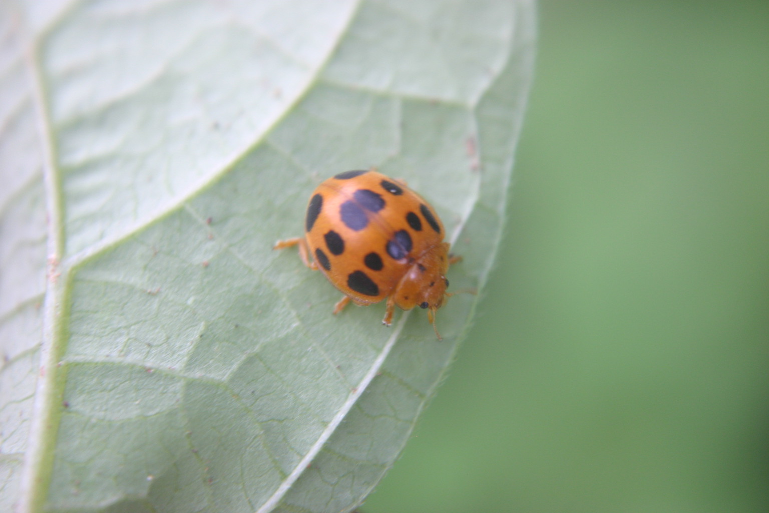 Lady Beetle (Lady Bug) – Identification with Pictures | Walter Reeves ...