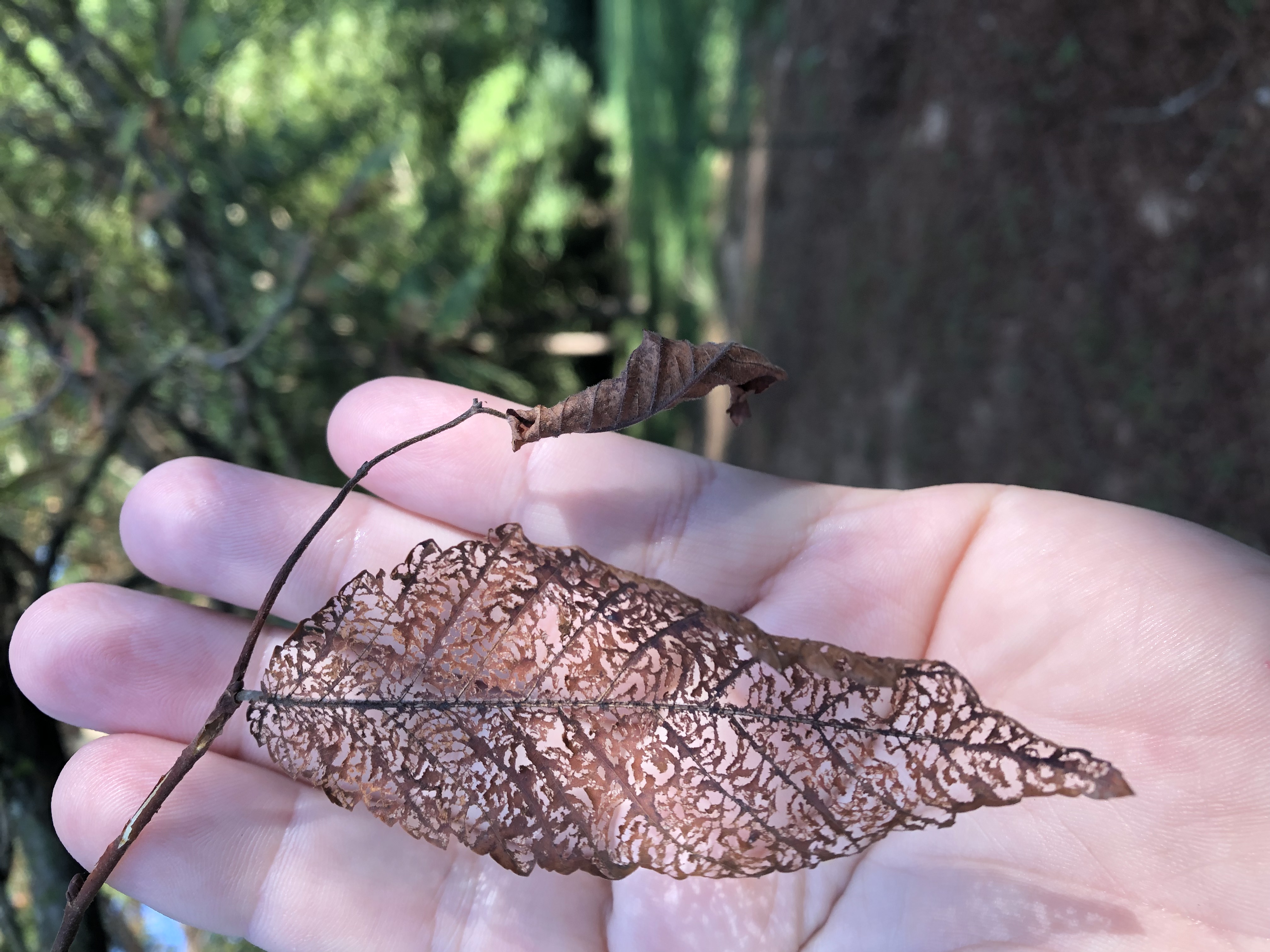 Elm Leaf Beetle Damage | Walter Reeves: The Georgia Gardener