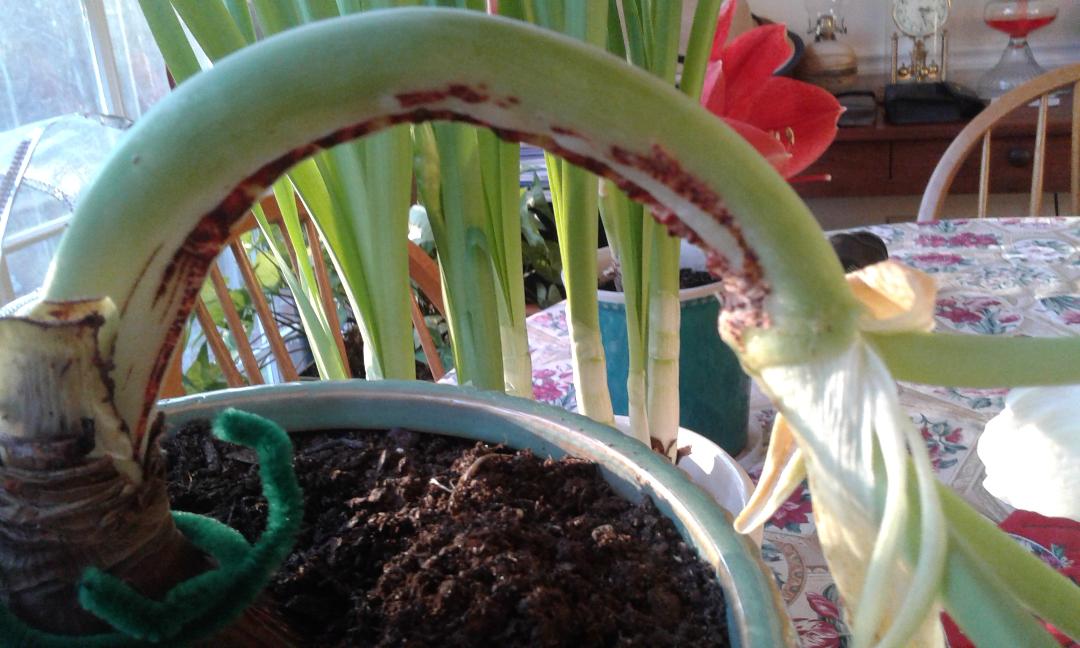 Amaryllis red blotch disease | Walter Reeves: The Georgia Gardener