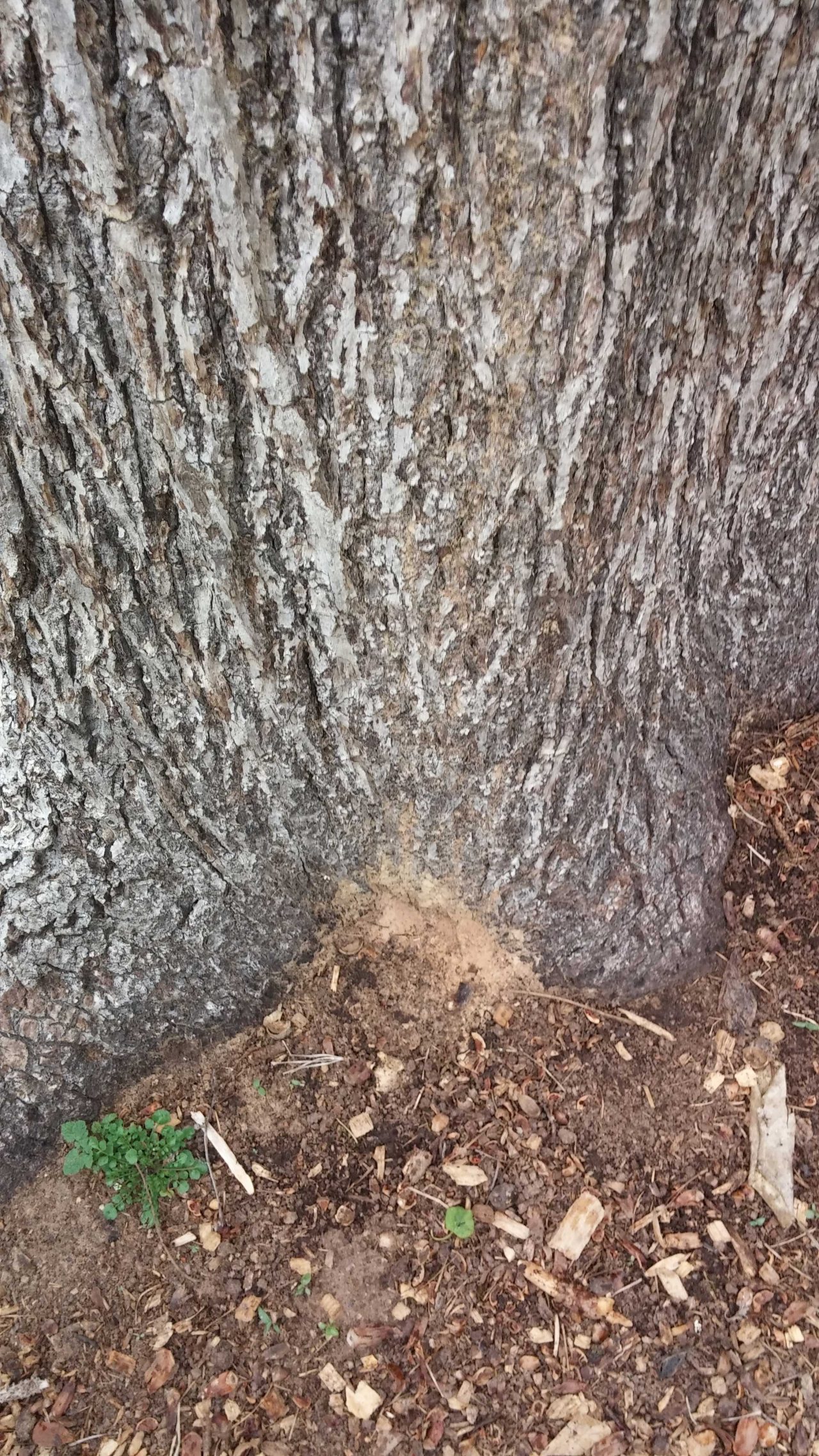 Hickory – Trunk Damage Caused By Root Rot | Walter Reeves: The Georgia ...