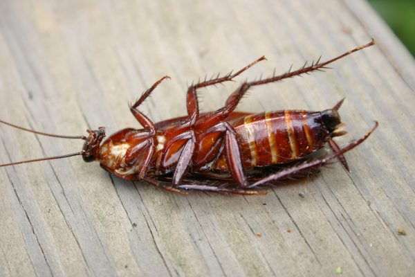 Bog – Building | Walter Reeves: The Georgia Gardener