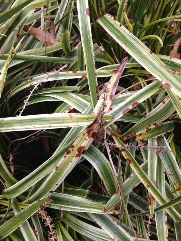 St. Augustine Lawn – How To Get Rid Of Florida Pusley | Walter Reeves ...