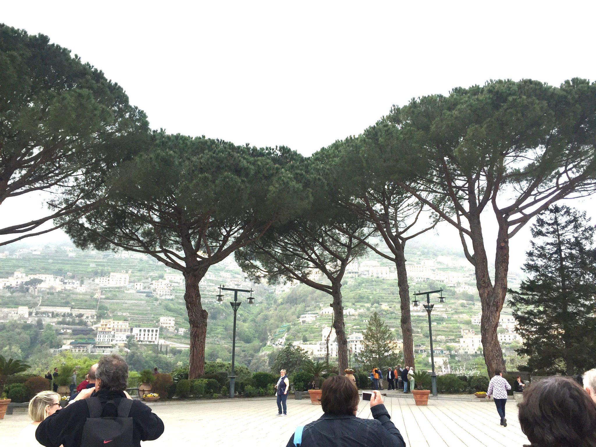 Italian Umbrella Pine – Growing | Walter Reeves: The Georgia Gardener