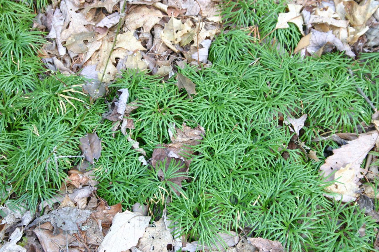 Blue flowering ground cover | Walter Reeves: The Georgia Gardener