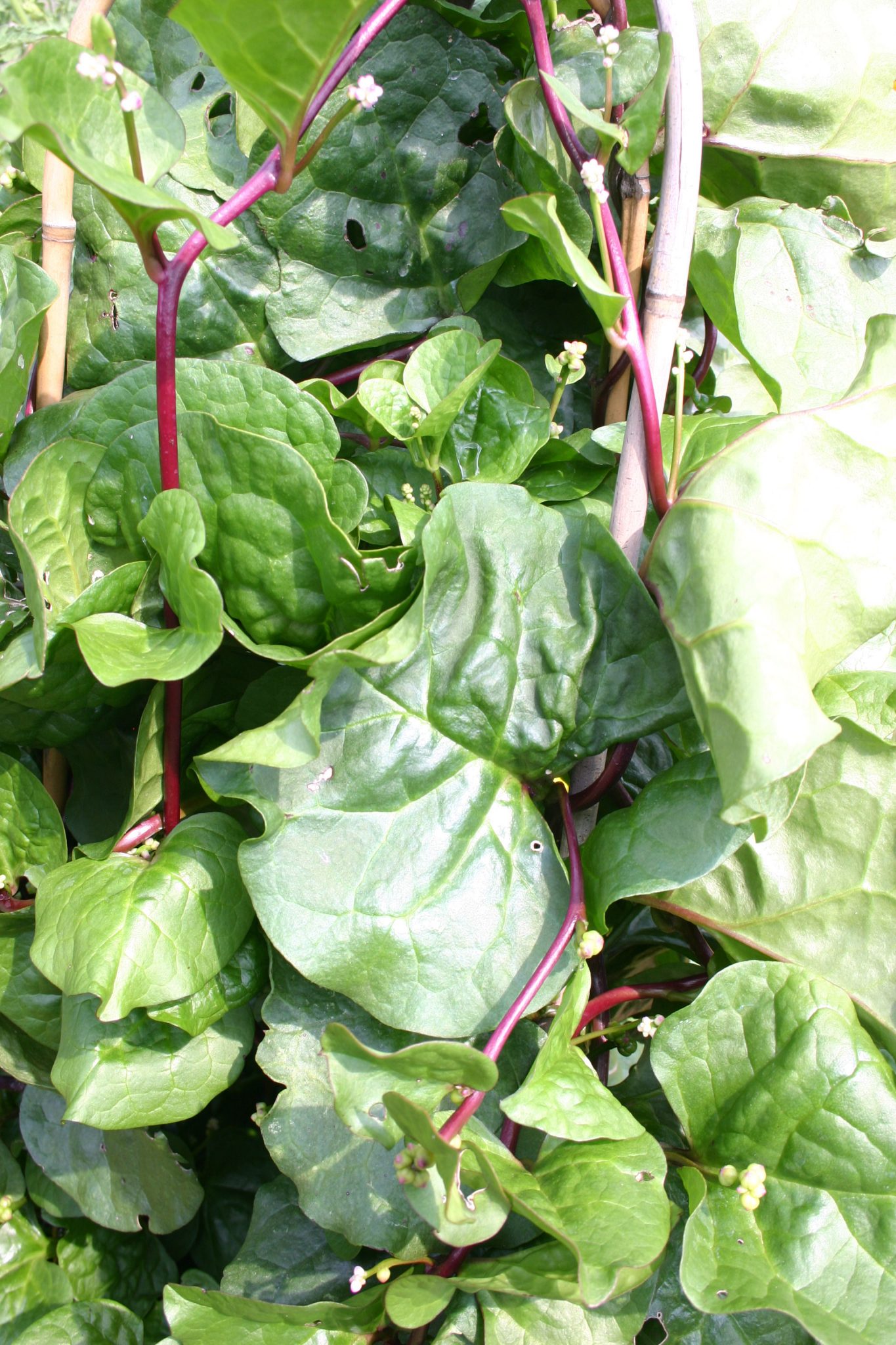 Malabar Spinach | Walter Reeves: The Georgia Gardener