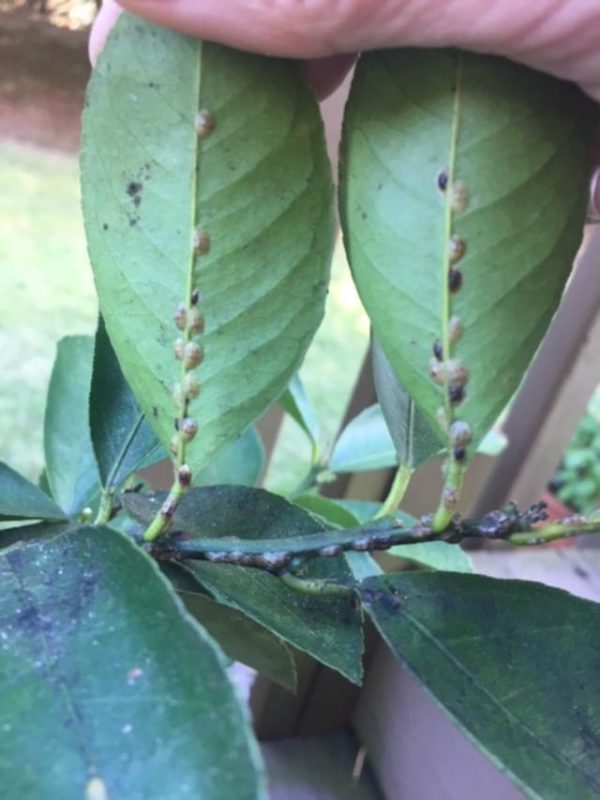 Scale insect control on Meyer lemon | Walter Reeves: The Georgia Gardener