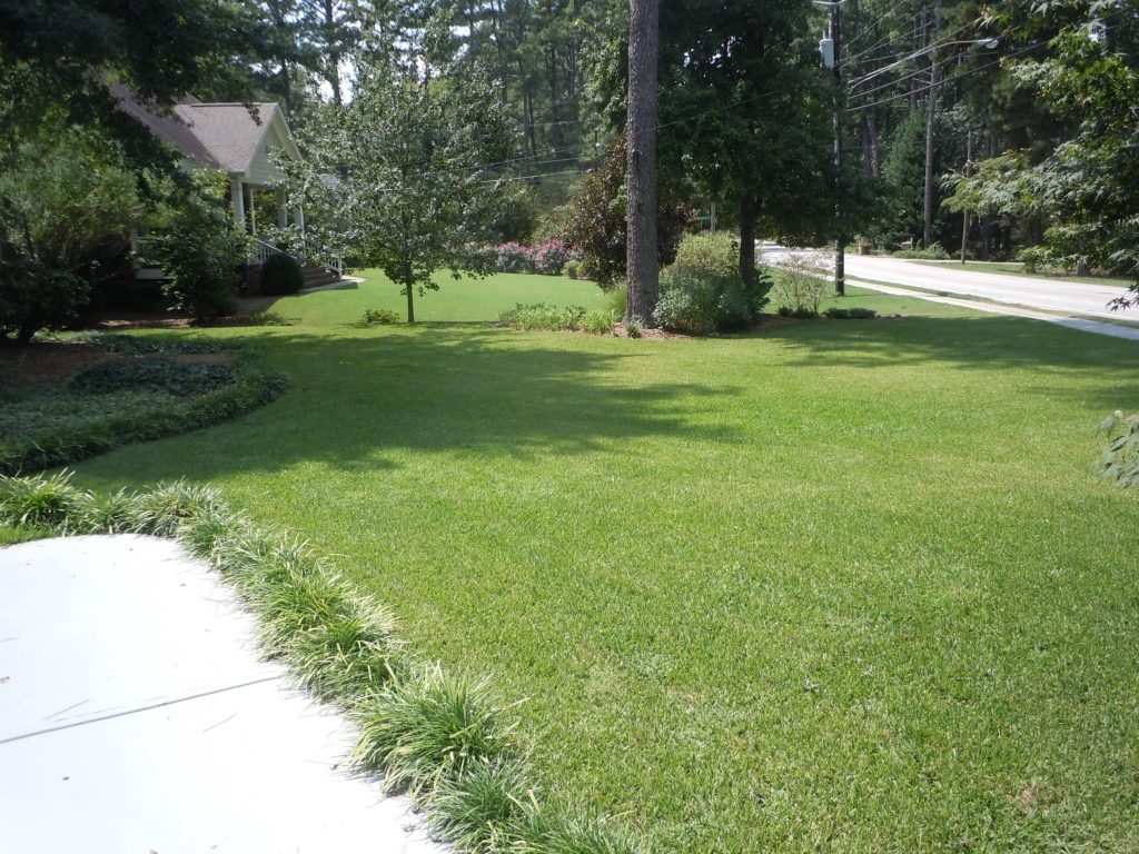 St. Augustine Lawn – How To Get Rid Of Florida Pusley | Walter Reeves ...