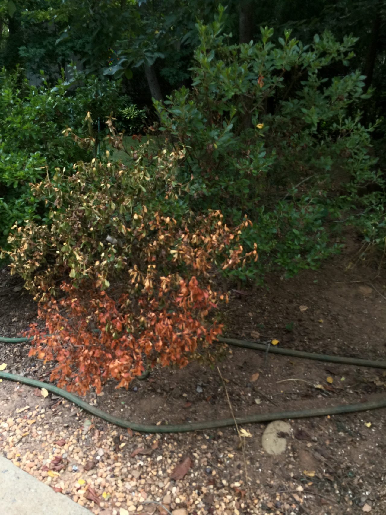Azalea – Poorly Watered After Planting | Walter Reeves: The Georgia ...