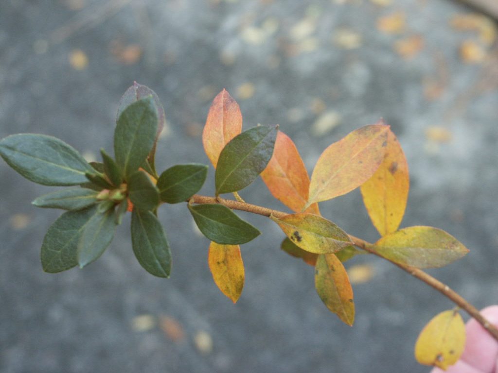 Leyland Cypress Cryptomeria Arborvitae – Diagnosing Diseases | Walter ...