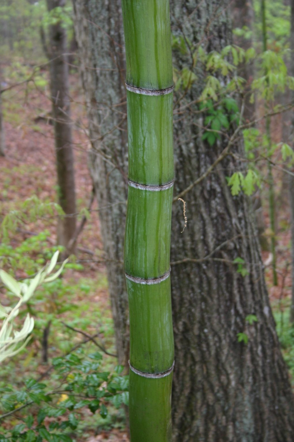 Best Time To Plant Bamboo? Never! | Walter Reeves: The Georgia Gardener