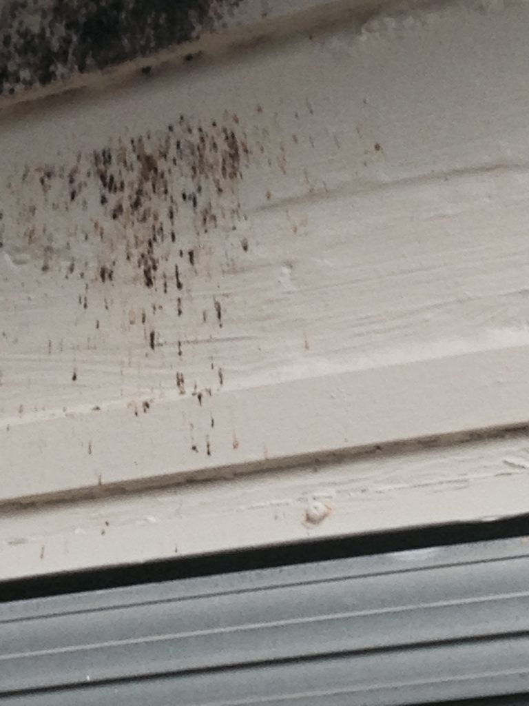 Pecan Trees – Growth | Walter Reeves: The Georgia Gardener