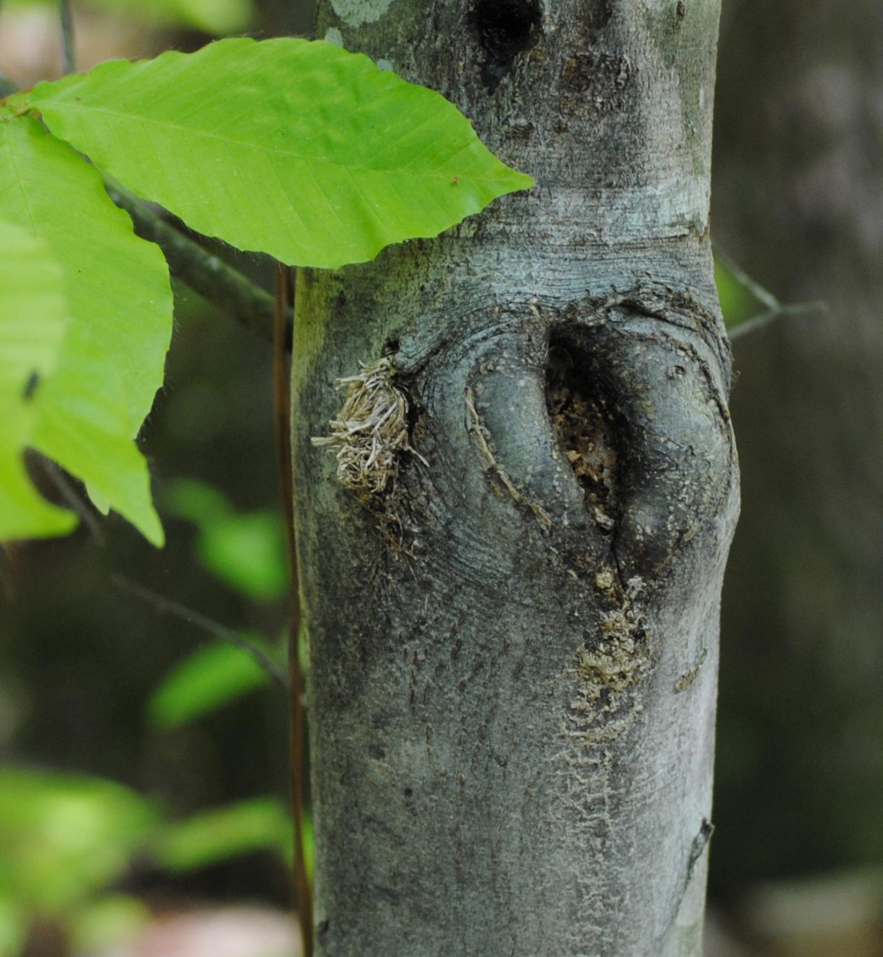 Beech Tree Borer – Identification | Walter Reeves: The Georgia Gardener