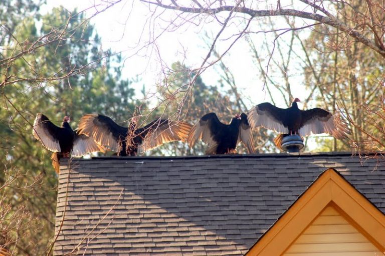 How to Identify Invasive Grass | Walter Reeves: The Georgia Gardener