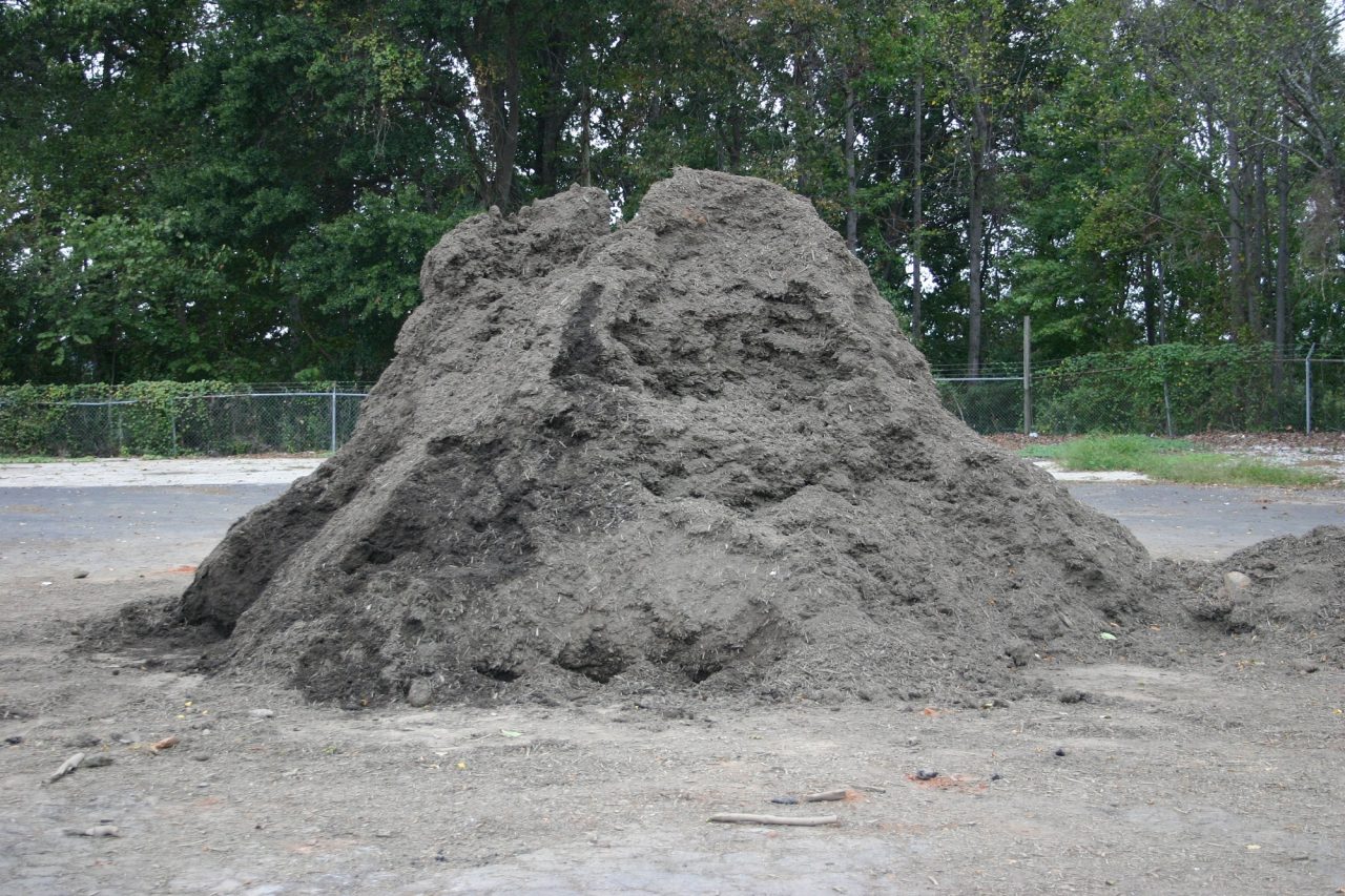 Monster weed of Woodstock | Walter Reeves: The Georgia Gardener