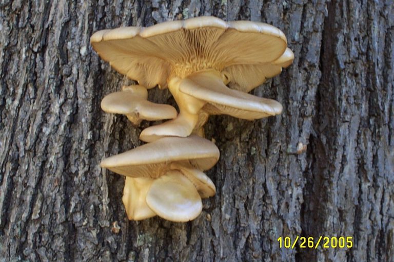 Shelf Fungus (Conk) – On Black Locust | Walter Reeves: The Georgia Gardener
