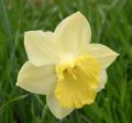 Doodlebug – Identification | Walter Reeves: The Georgia Gardener
