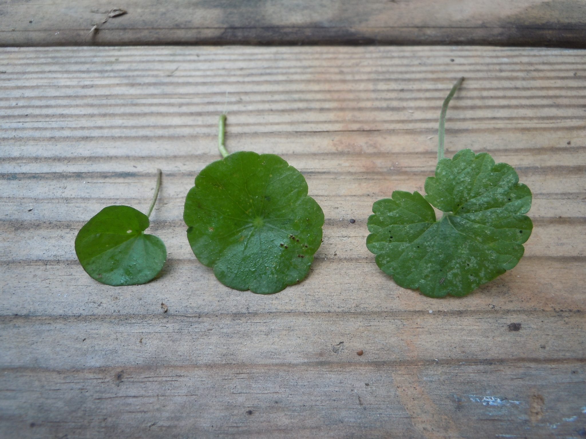 Creeping Charlie vs Pennywort (Dollarweed) vs Dichondra ...