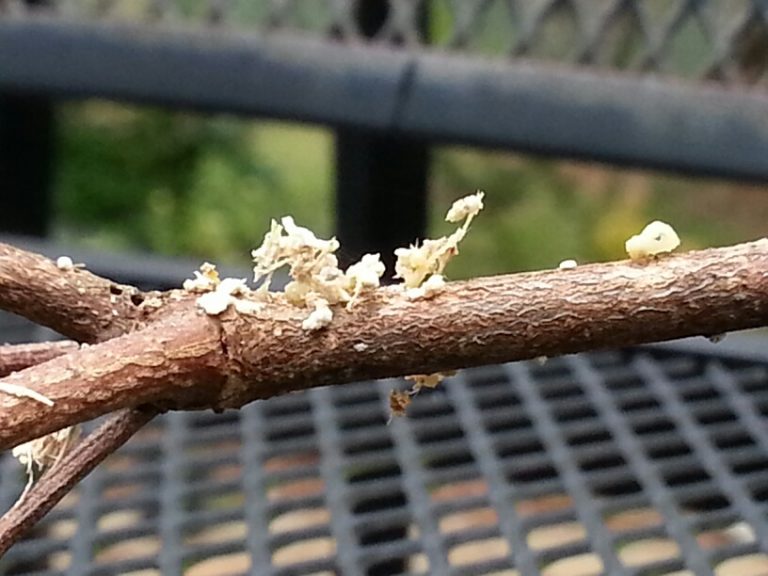 Dogwood Twig Borer – Identification | Walter Reeves: The Georgia Gardener