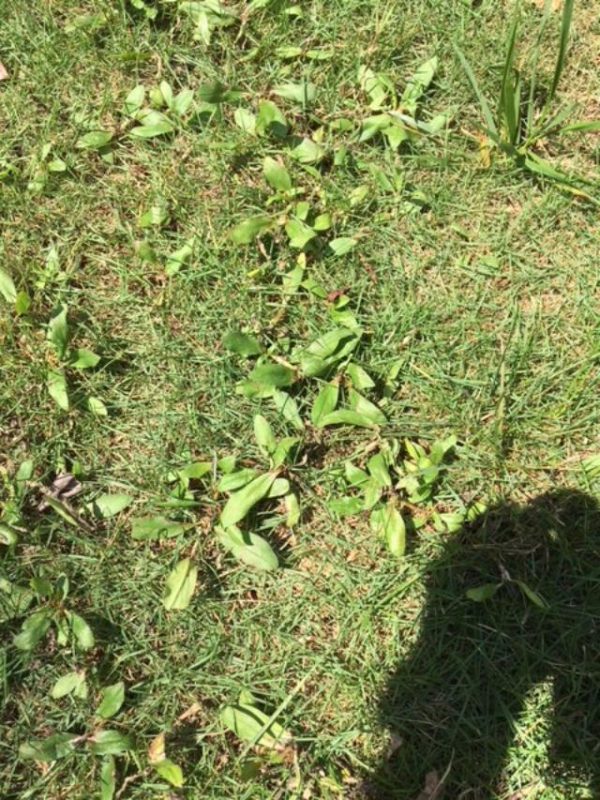 Doveweed – Identification and Control | Walter Reeves: The Georgia Gardener