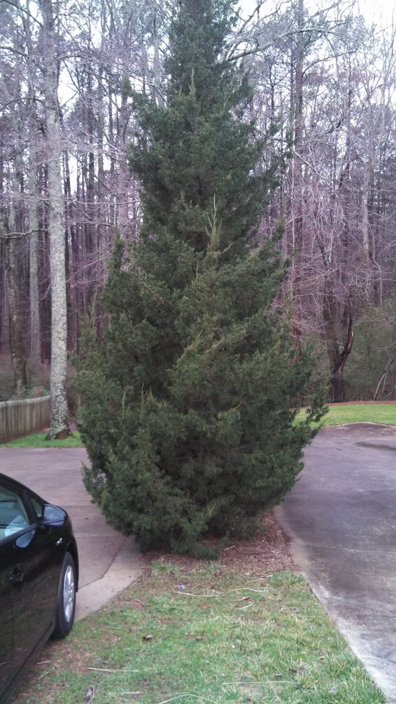 Evergreen Tree – Pruning | Walter Reeves: The Georgia Gardener