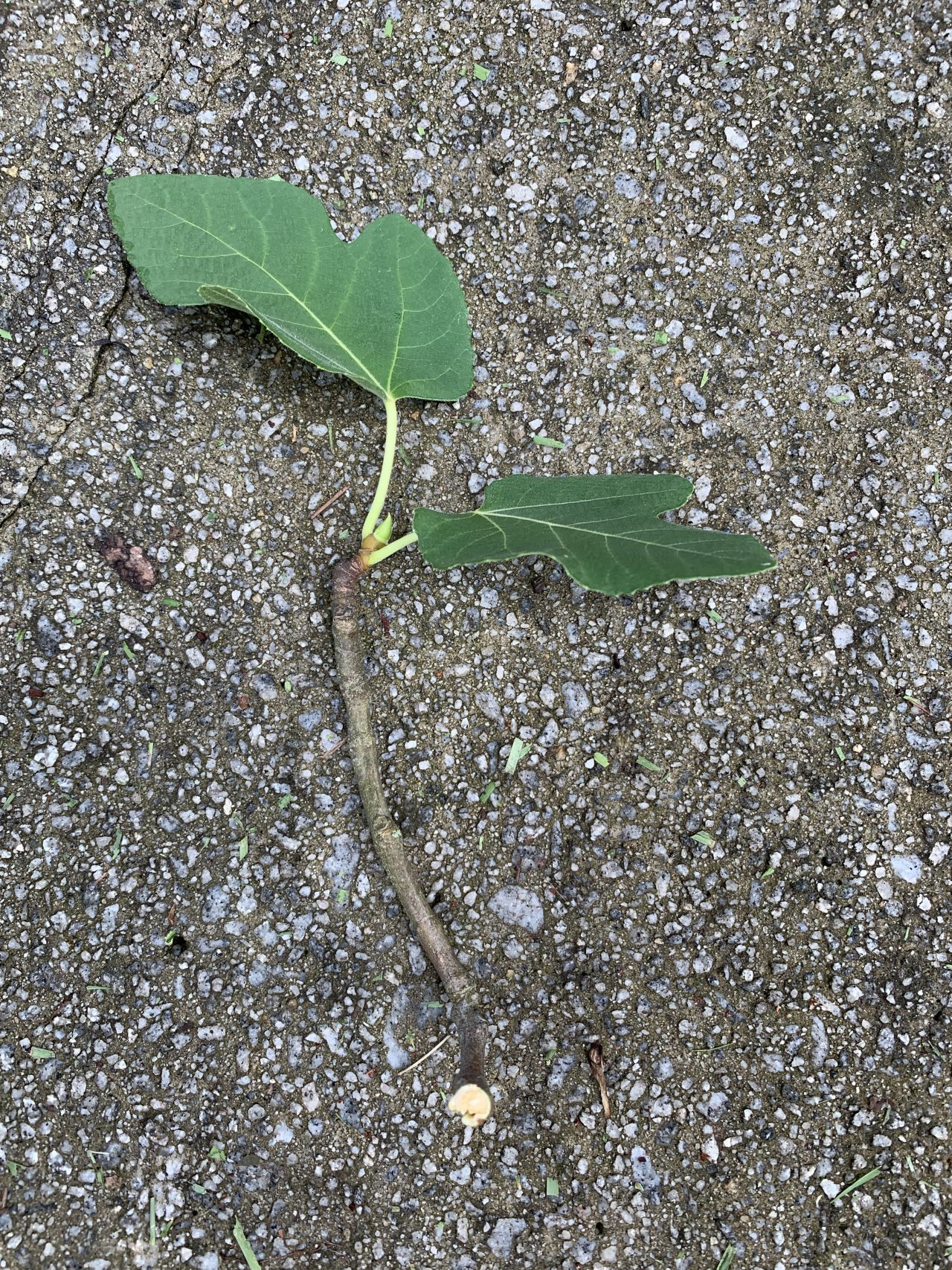 Citrus Pollination – Seedlessness | Walter Reeves: The Georgia Gardener