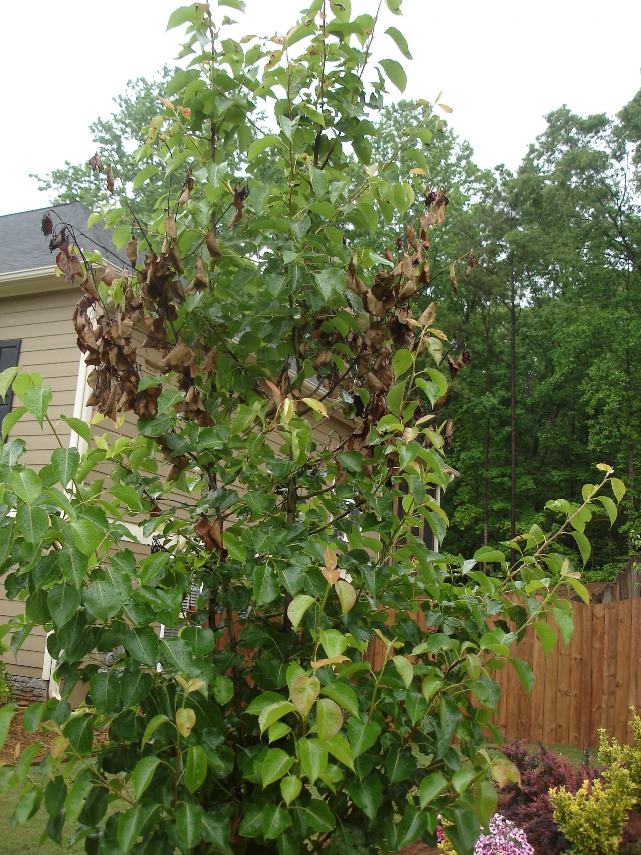 Fire blight crabapple tree - movieskery