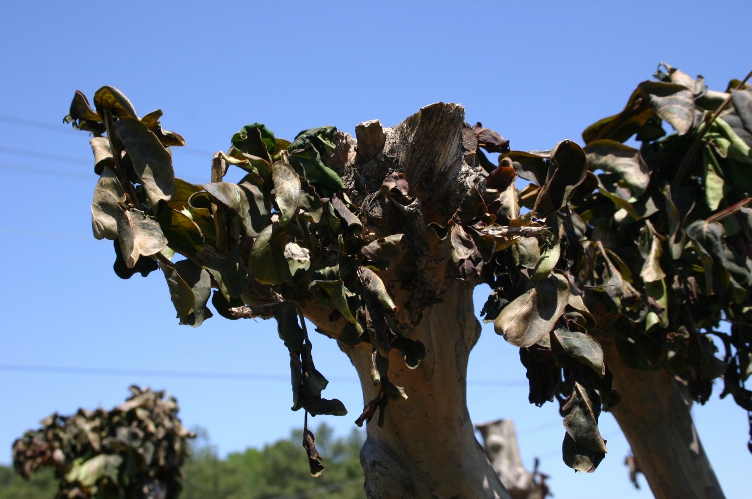 Panicle Hydrangea – Identification and Pruning | Walter Reeves: The ...