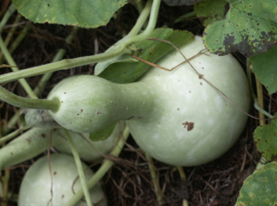 Gourd – Drying | Walter Reeves: The Georgia Gardener