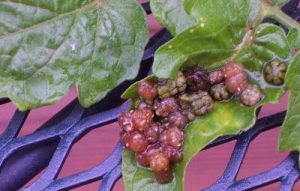 Tomato Hornworm – Droppings | Walter Reeves: The Georgia Gardener
