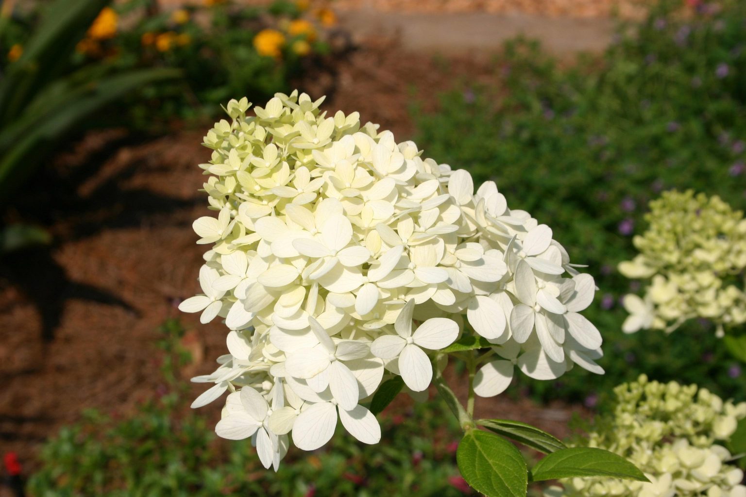 Panicle Hydrangea – Identification and Pruning | Walter Reeves: The ...