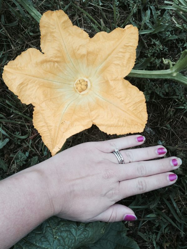 Cardinal – Babies on Nest | Walter Reeves: The Georgia Gardener