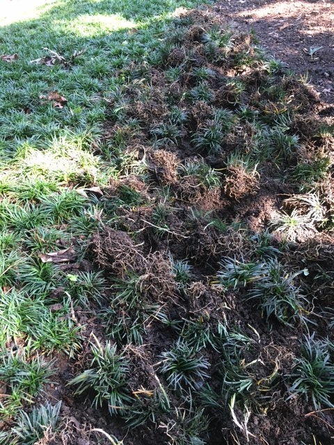 Flower Bed – Armadillo Damage | Walter Reeves: The Georgia Gardener