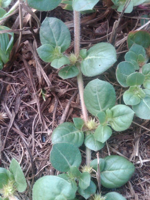 Khaki weed (Khakiweed, Matt Chafflower) – Identification | Walter ...