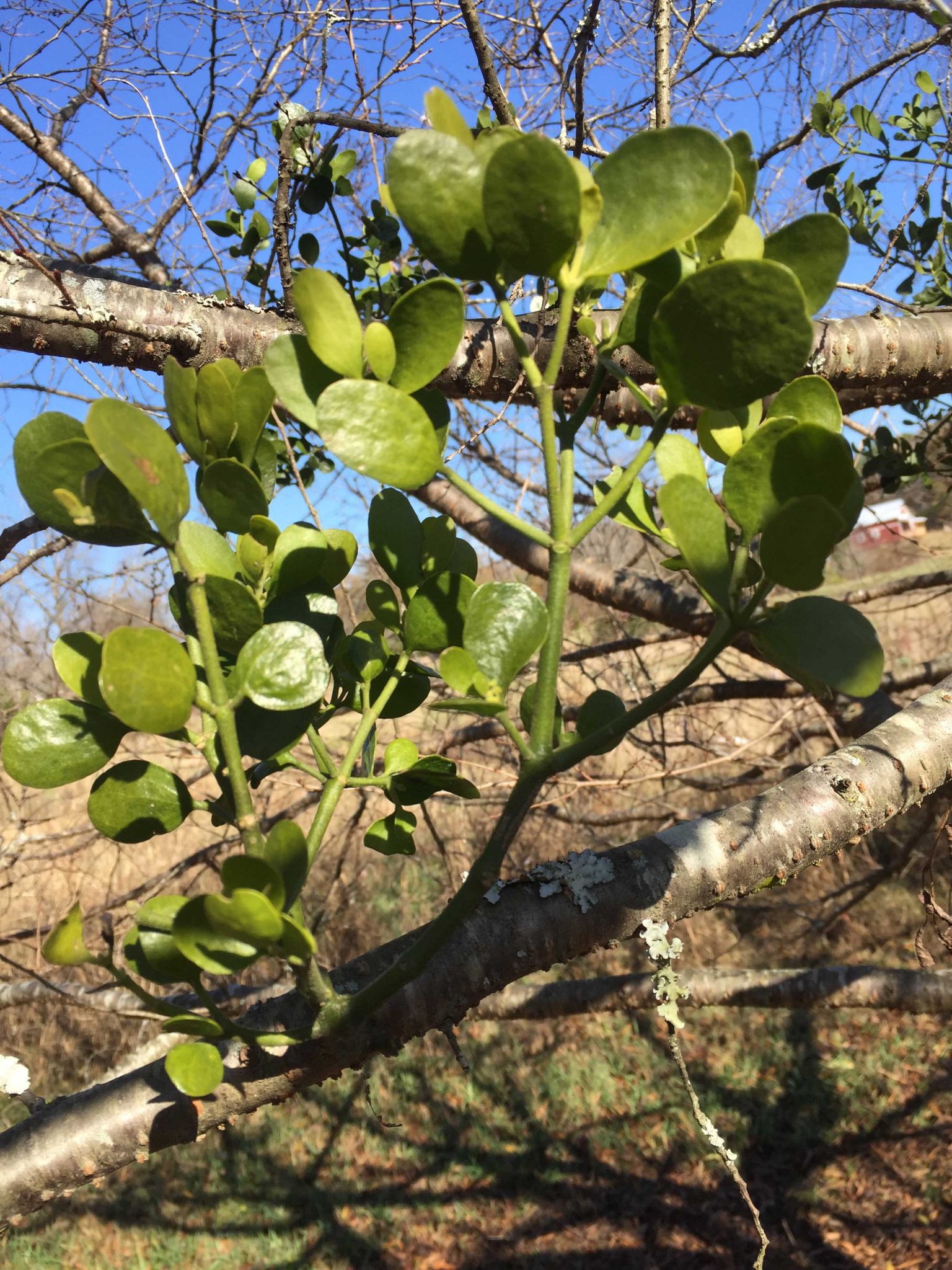 Little Green Leafy Clumps On Leafless Trees During Winter | Walter ...