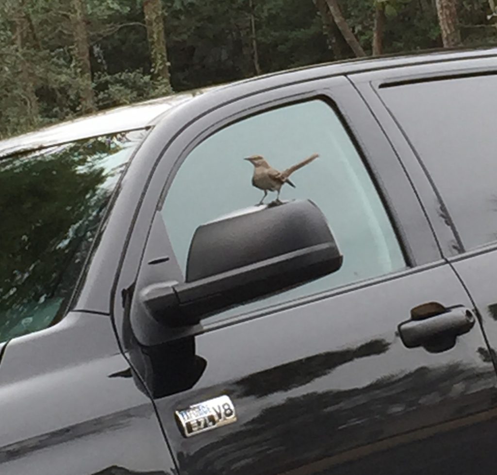 How to Identify Invasive Grass | Walter Reeves: The Georgia Gardener