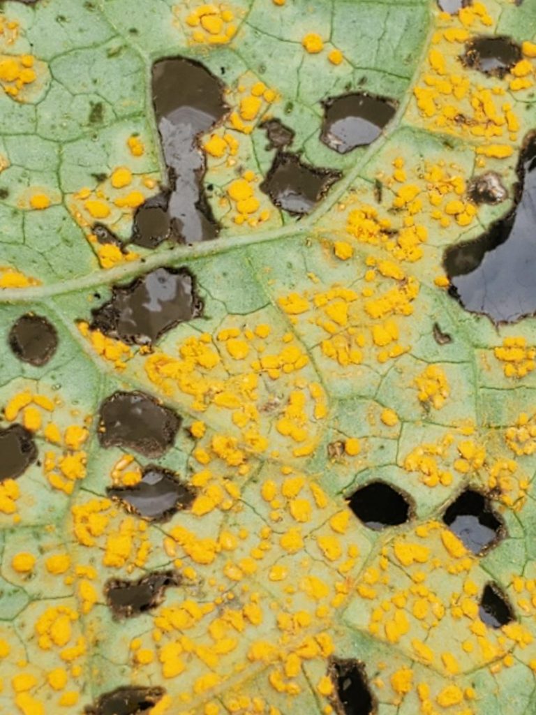 Morning Glory Rust – yellow powder on back of leaves – Identified ...