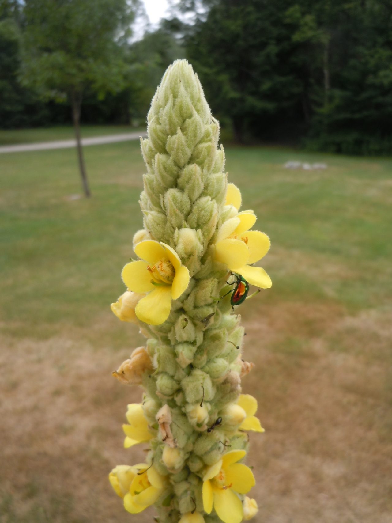 Mullein – Identification | Walter Reeves: The Georgia Gardener