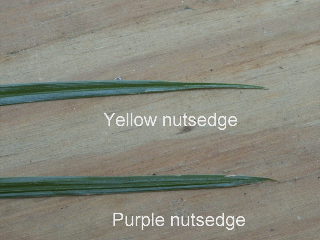 Help Identify This Weed | Walter Reeves: The Georgia Gardener